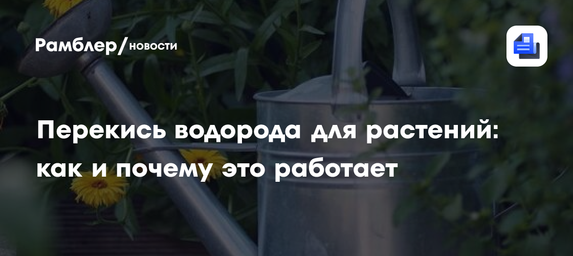 Перекись водорода для растений: как и почему это работает - Рамблер/новости