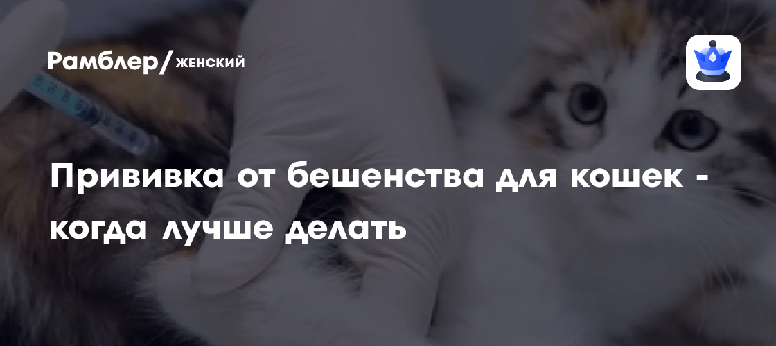 Прививка от бешенства для кошек - когда лучше делать - Рамблер/женский