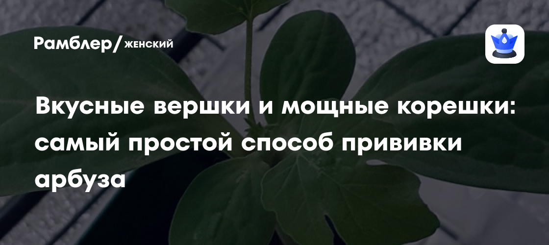 Вкусные вершки и мощные корешки: самый простой способ прививки арбуза ...