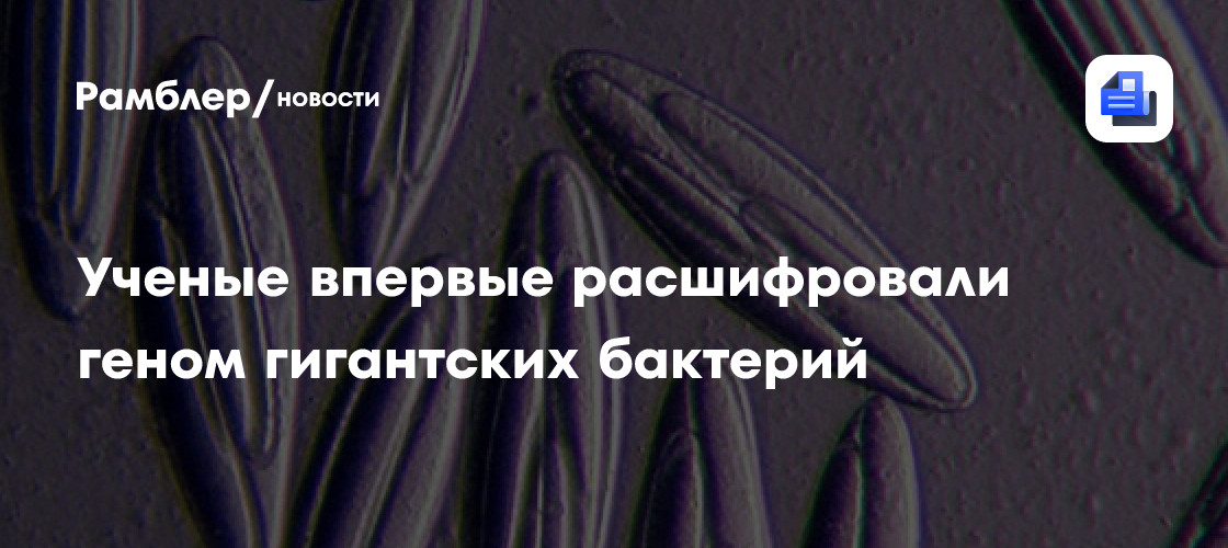 Ученые впервые расшифровали геном гигантских бактерий - Рамблер/новости