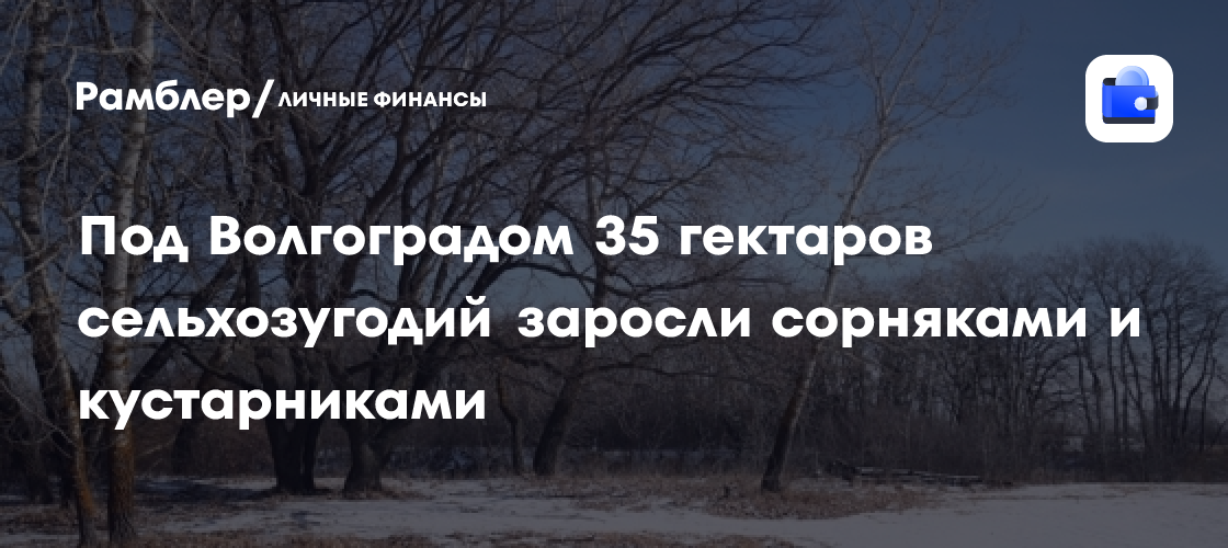 Под Волгоградом 35 гектаров сельхозугодий заросли сорняками и ...