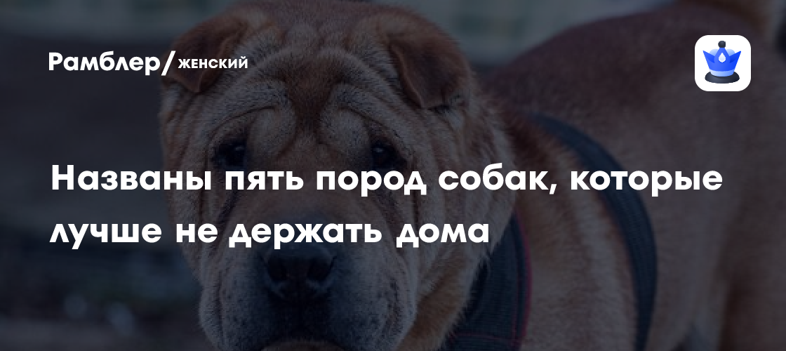 Названы пять пород собак которые лучше не держать дома Рамблер женский