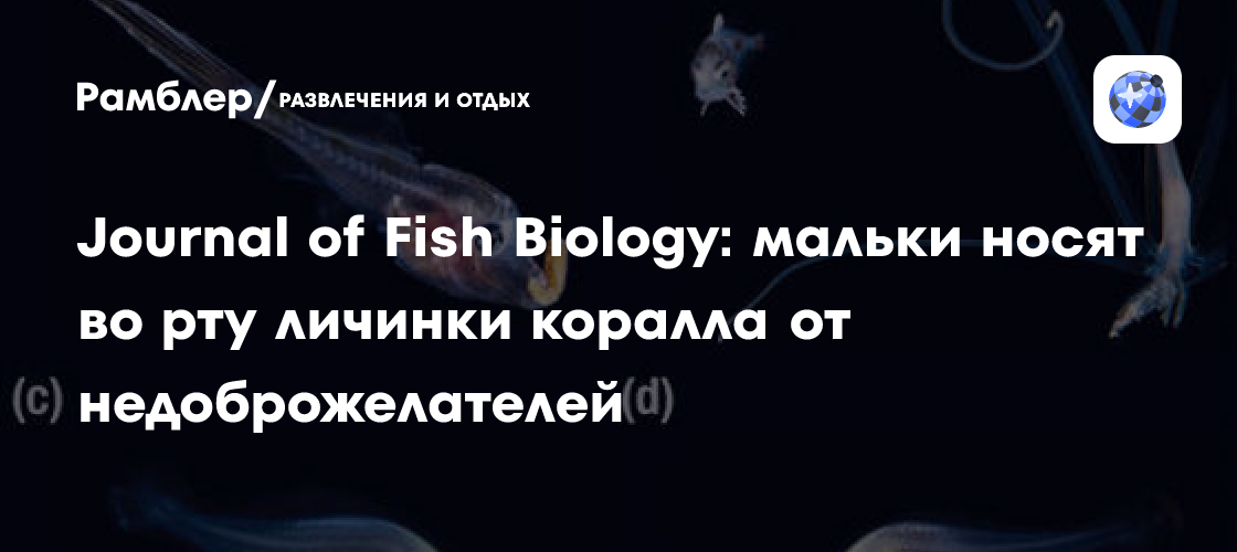 Journal of Fish Biology: мальки носят во рту личинки коралла от ...