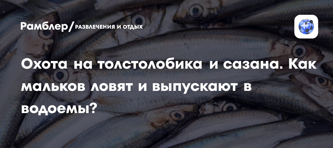 Охота на толстолобика и сазана. Как мальков ловят и выпускают в водоемы ...