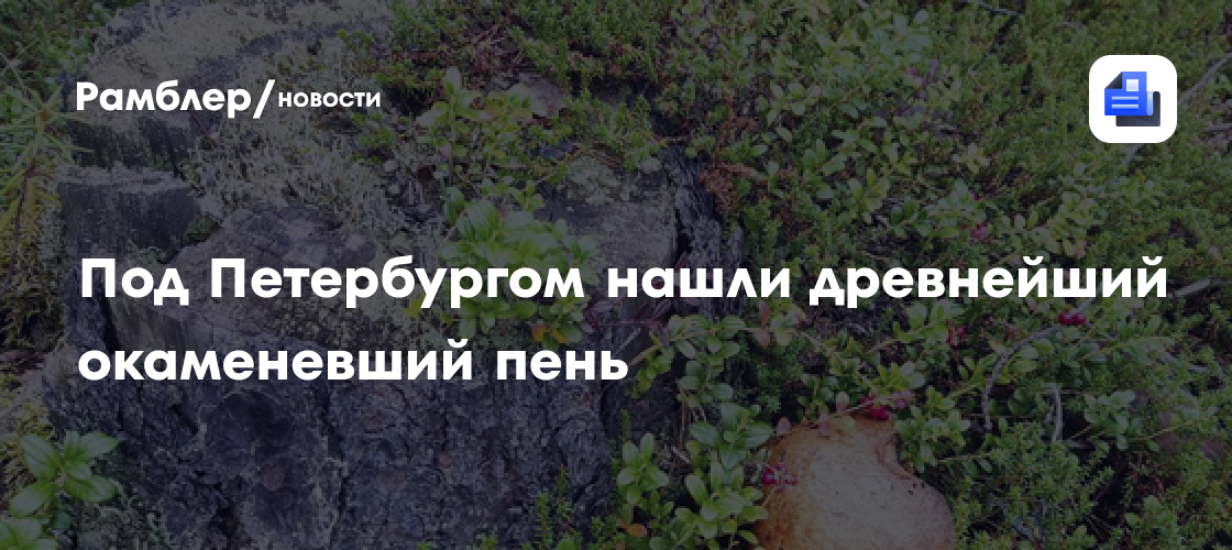 Под Петербургом нашли древнейший окаменевший пень - Рамблер/новости