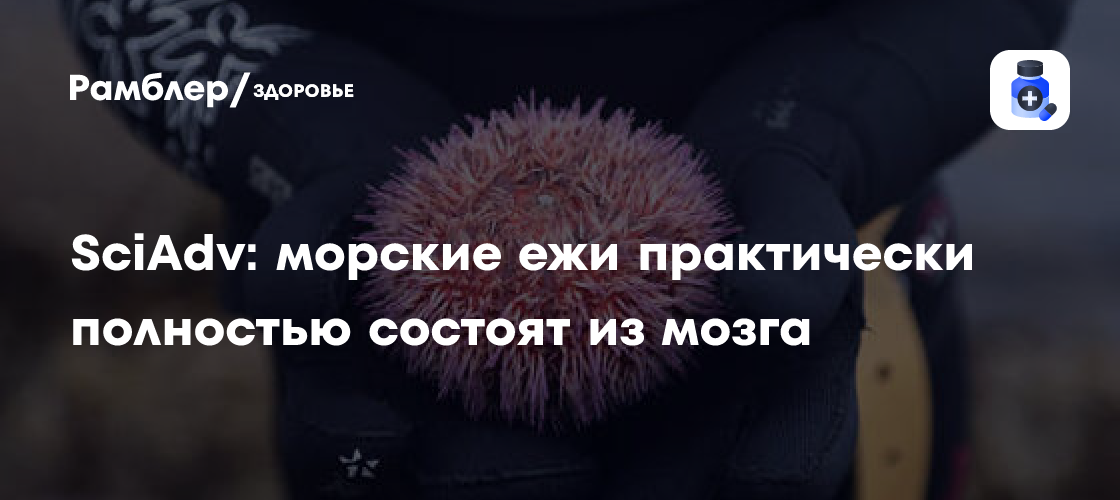 SciAdv: морские ежи практически полностью состоят из мозга - Рамблер ...