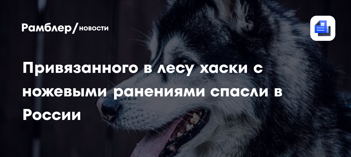 Привязанного в лесу хаски с ножевыми ранениями спасли в России ...