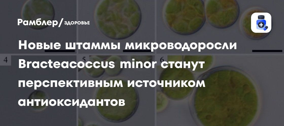 Новые штаммы микроводоросли Bracteacoccus minor станут перспективным ...