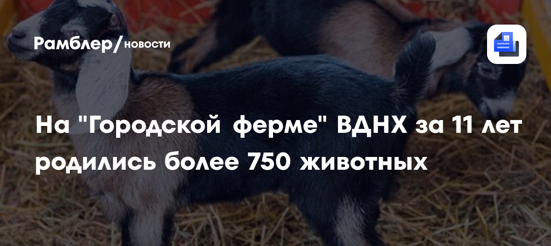 На "Городской ферме" ВДНХ за 11 лет родились более 750 животных ...