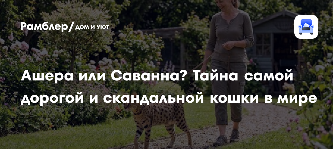 Ашера или Саванна? Тайна самой дорогой и скандальной кошки в мире ...