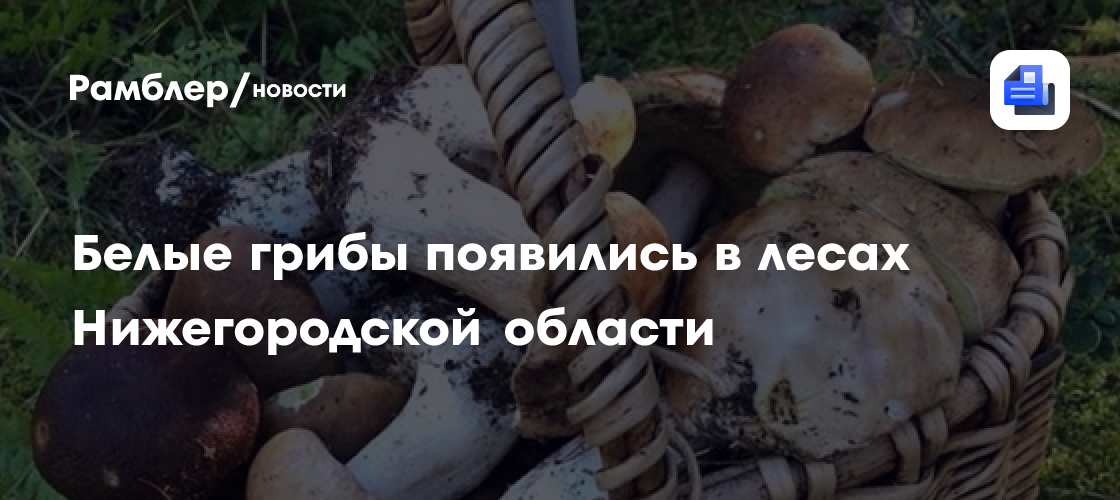 Белые грибы появились в лесах Нижегородской области - Рамблер/новости