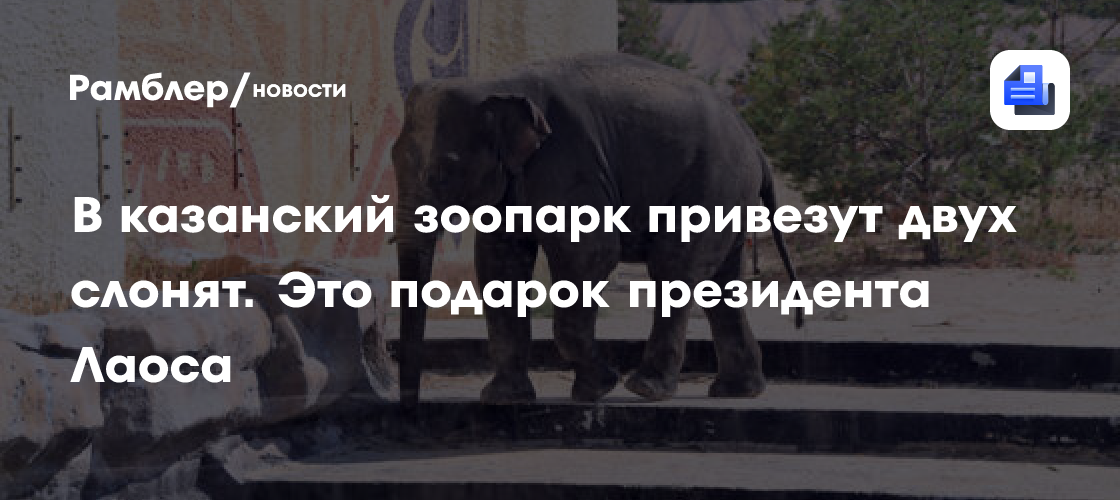 В казанский зоопарк привезут двух слонят. Это подарок президента Лаоса ...