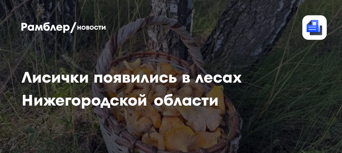 Лисички появились в лесах Нижегородской области - Рамблер/новости