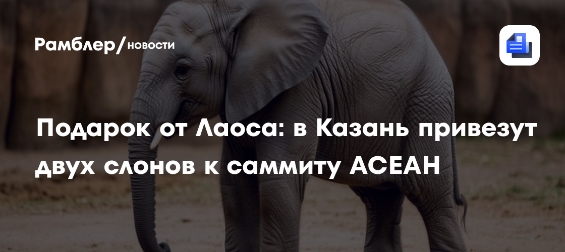 Подарок от Лаоса: в Казань привезут двух слонов к саммиту АСЕАН ...