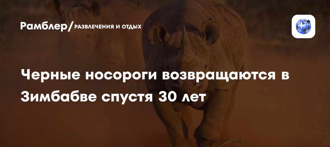 Черные носороги возвращаются в Зимбабве спустя 30 лет - Рамблер ...